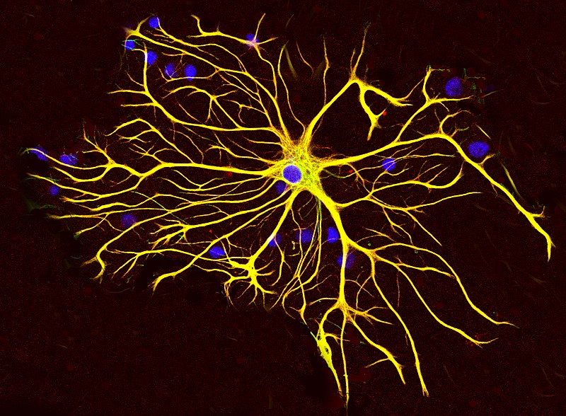 What is the Difference Between Astrocytes and Oligodendrocytes - Pediaa.Com