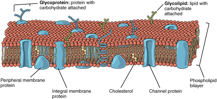 What is the Difference Between Integral Peripheral and Surface Proteins ...