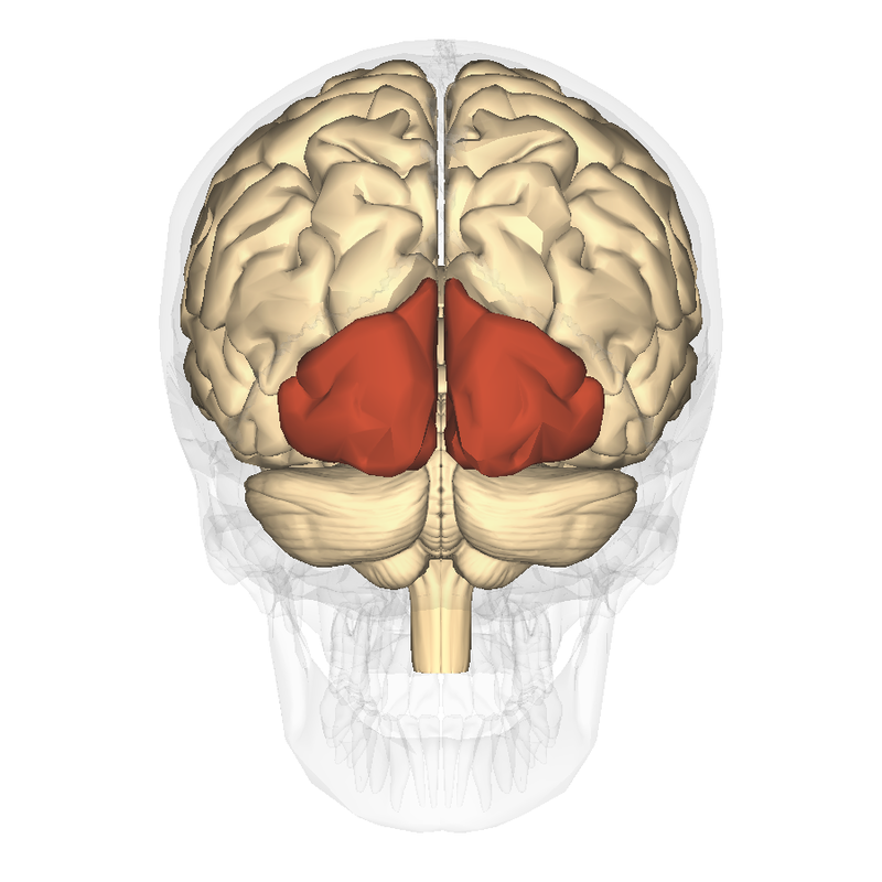 What is the Difference Between Cerebral Parietal Lobe and Occipital ...