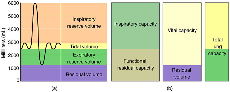 What is the Difference Between Alveolar Ventilation and Pulmonary ...
