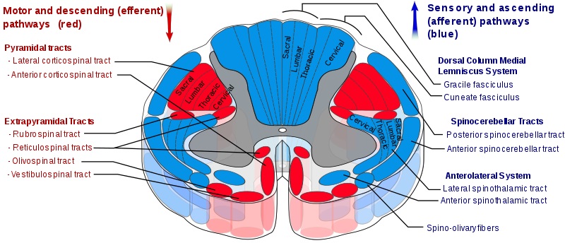 What is the Difference Between Anterior and Lateral Corticospinal Tract ...