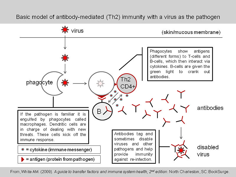 What is the Difference Between Antibody-Mediated Immunity and Cell ...