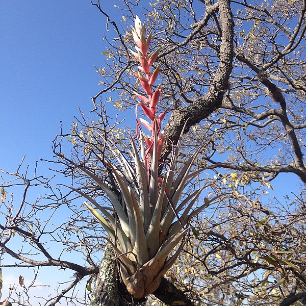 What is the Difference Between Epiphytes and Endophytes - Pediaa.Com