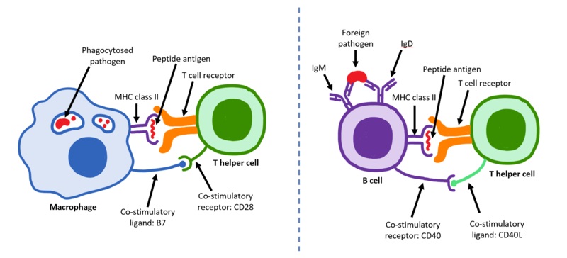 What is the Difference Between Naive and Effector T Cells - Pediaa.Com