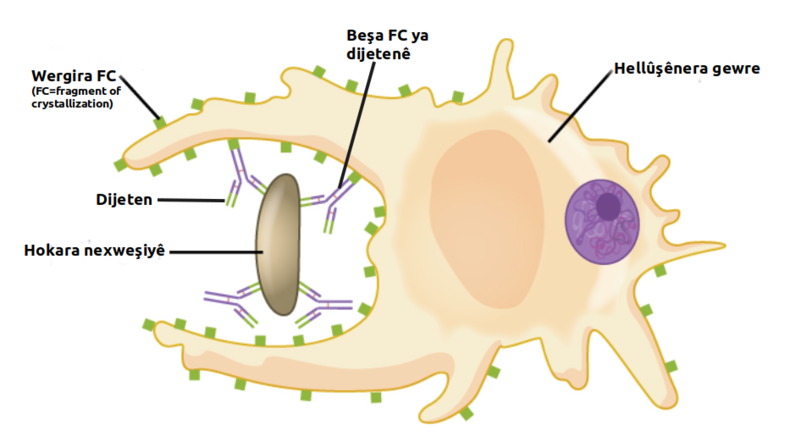 What is the Difference Between Opsonization and Phagocytosis - Pediaa.Com