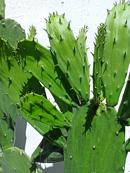 What is the Difference Between Phyllode Phylloclade and Cladode ...