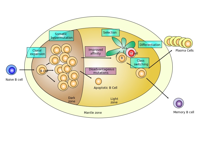 What is the Difference Between Somatic Hypermutation and Affinity ... What is the Difference Between Somatic Hypermutation and Affinity ...