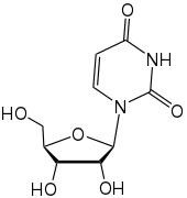 What is the Difference Between Uridine and Pseudouridine - Pediaa.Com