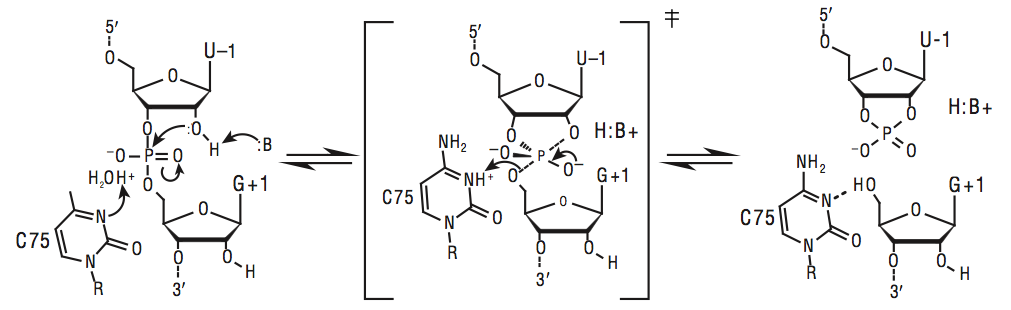 What is the Difference Between General and Specific Acid-Base Catalysis ...