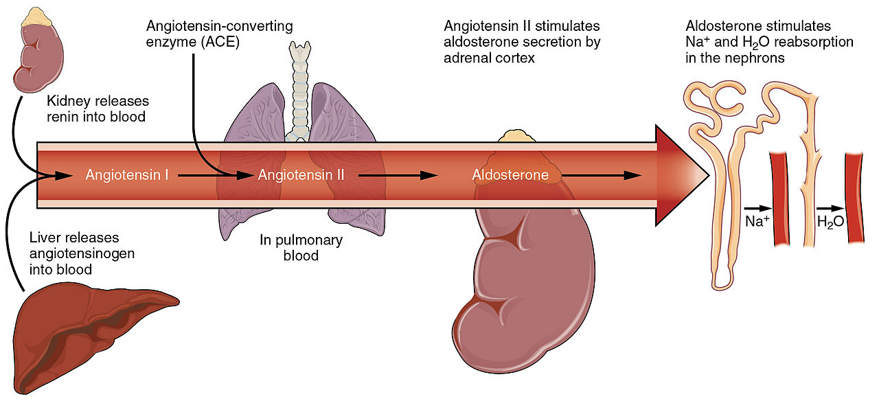 What is the Difference Between Angiotensin 1 and Angiotensin 2 - Pediaa.Com