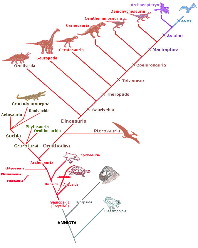 What is the Difference Between Dendrogram and Cladogram - Pediaa.Com