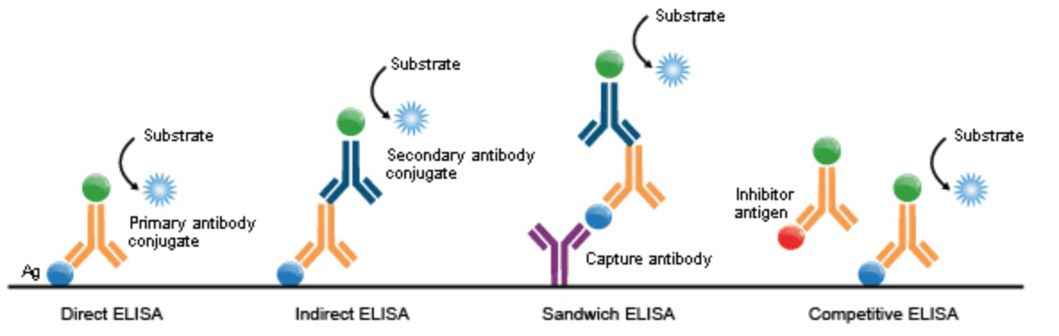 What is the Difference Between ELISA and Immunofluorescence Assay ...