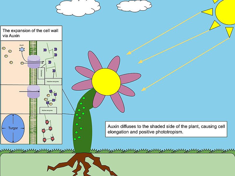 What Is The Difference Between Auxin And Cytokinin Pediaa Com