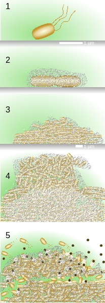 What is the Difference Between Colonization and Infection - Pediaa.Com