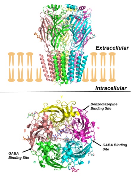 What is the Difference Between GABA A and GABA B Receptors - Pediaa.Com