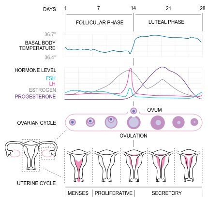 What is the Difference Between Luteal Phase and Follicular Phase - Pediaa.Com