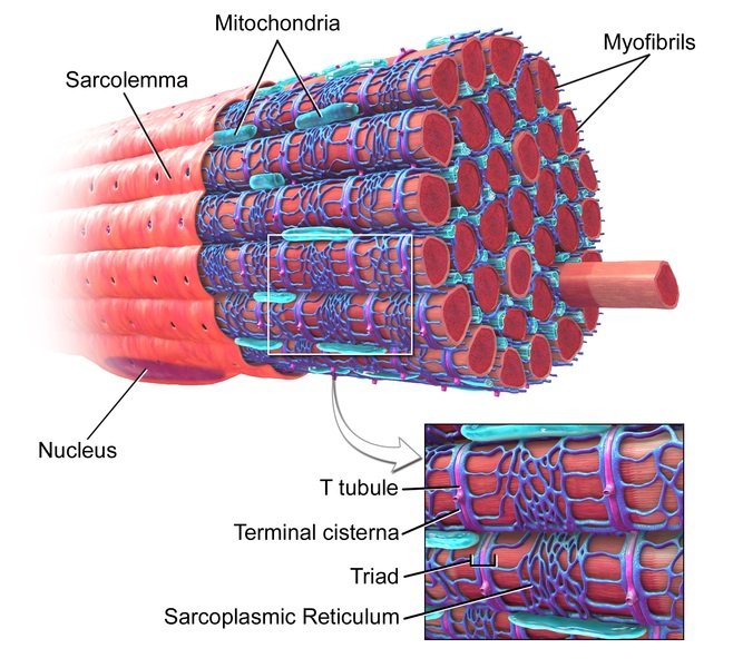 What is the Difference Between Myofibrils and Myofilaments - Pediaa.Com
