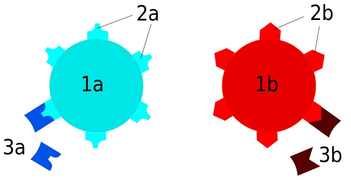 What is the Difference Between Serotype and Biotype - Pediaa.Com