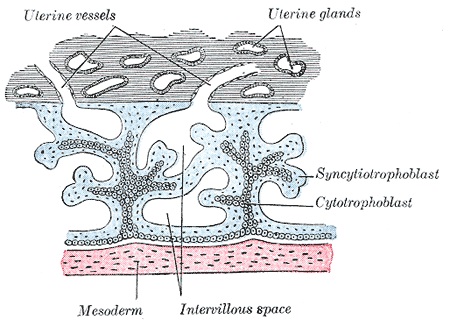 What is the Difference Between Syncytiotrophoblast and Cytotrophoblast ...