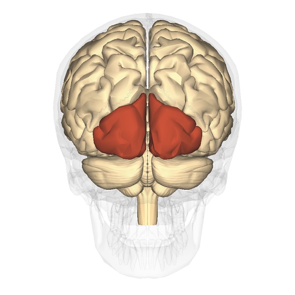 What is the Difference Between Visual Cortex and Occipital Lobe ...