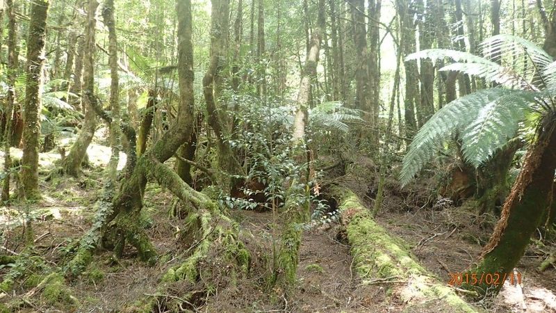 What is the Difference Between Wet and Dry Sclerophyll Forests - Pediaa.Com