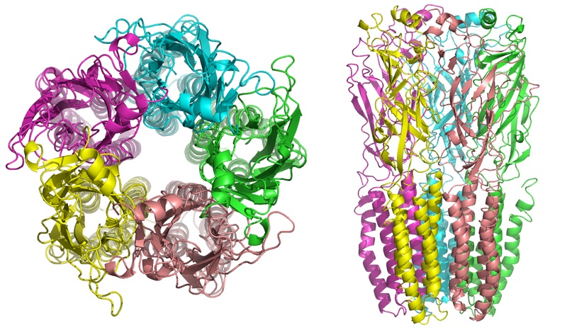 What is the Difference Between Adrenergic and Cholinergic Receptors ...