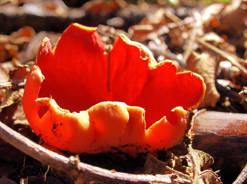 What is the Difference Between Apothecium and Perithecium - Pediaa.Com