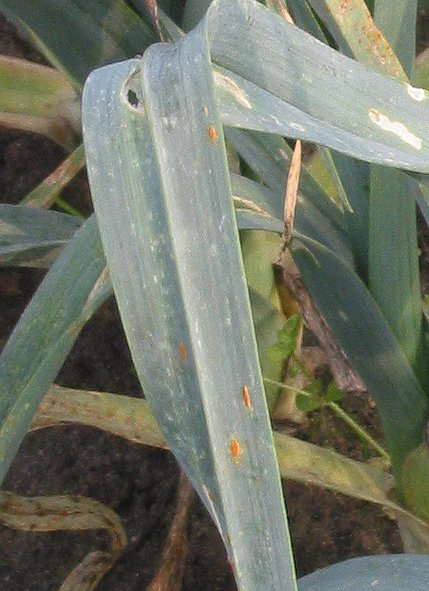 What is the Difference Between Autoecious and Heteroecious Rust ...