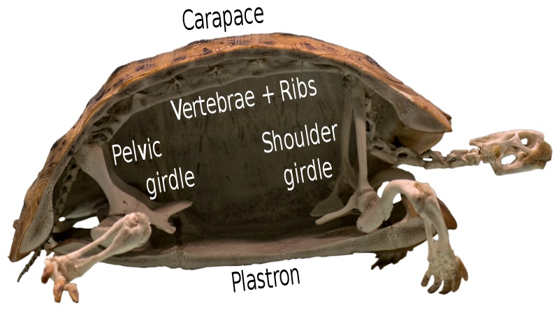 What is the Difference Between Carapace and Plastron - Pediaa.Com