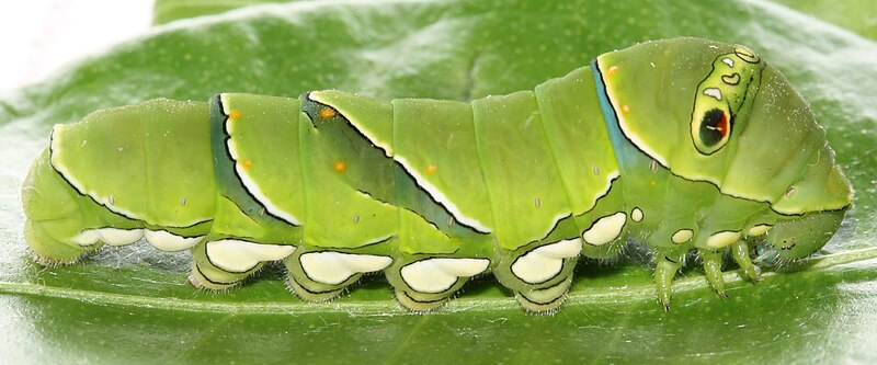 What is the Difference Between Larvae and Caterpillar - Pediaa.Com