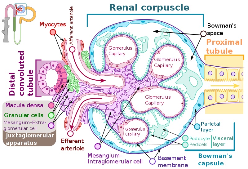 What is the Difference Between Podocytes and Mesangial Cells - Pediaa.Com