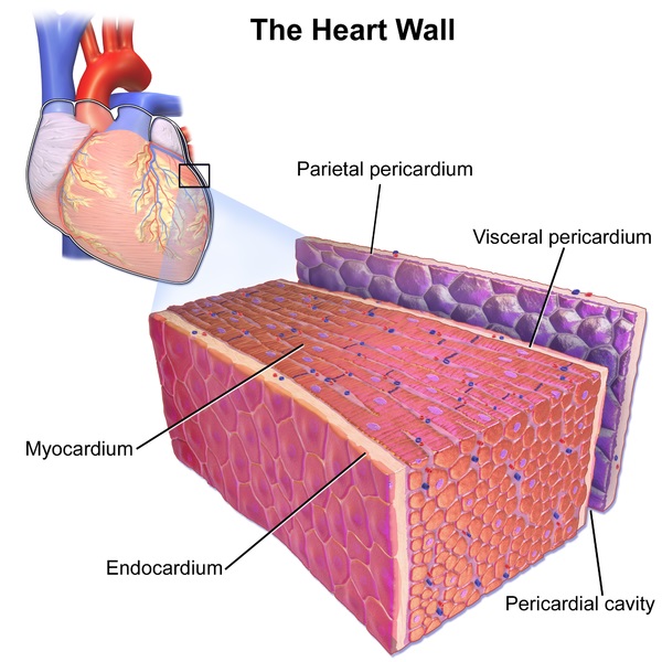 What is the Difference Between Visceral and Parietal Pericardium ...