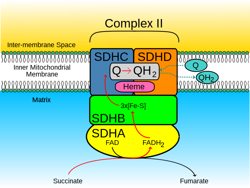 What is the Difference Between Fumarate Reductase and Succinate ...