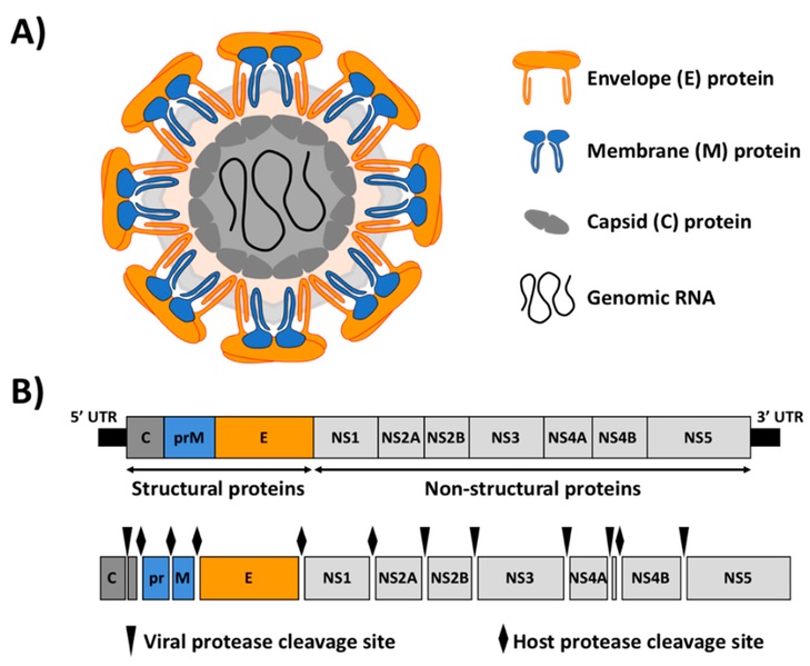 What is the Difference Between Alphavirus (Togavirus) and Flavivirus ...