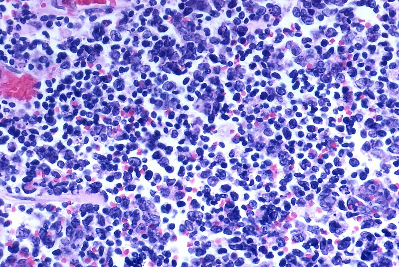 What is the Difference Between Cell Viability and Cell Proliferation ...