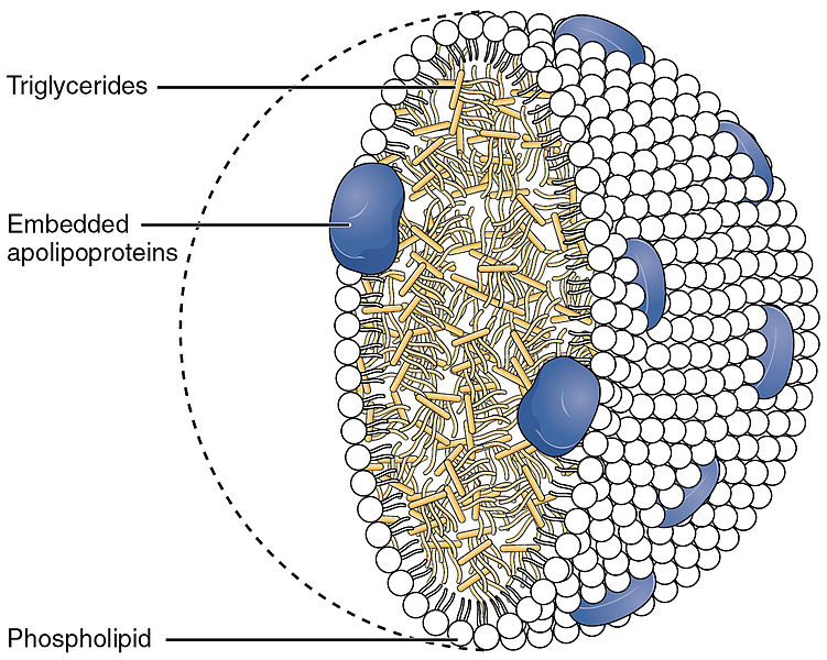 What is the Difference Between Chyle and Chyme - Pediaa.Com