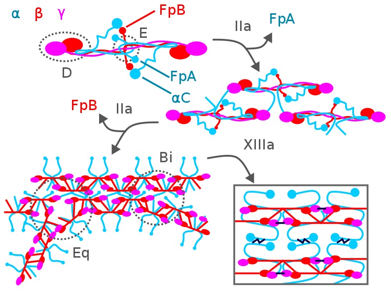 What is the Difference Between Thrombin and Prothrombin - Pediaa.Com