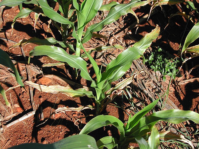 What is the Difference Between Chlorosis and Necrosis - Pediaa.Com