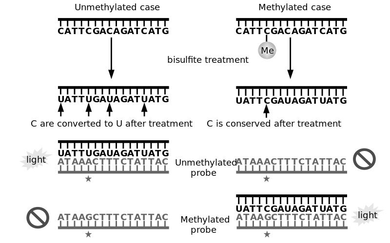 What is the Difference Between DNA and RNA Probes - Pediaa.Com