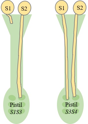 What is the Difference Between Gametophytic and Sporophytic Self ...