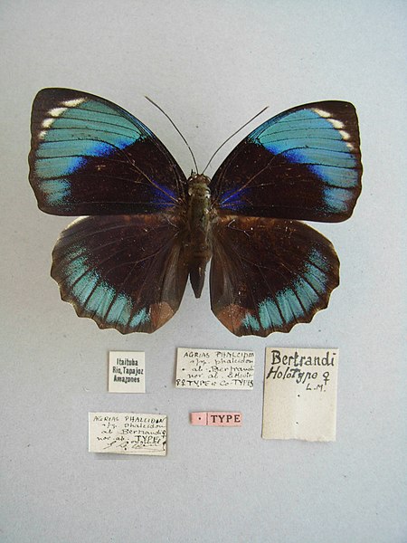 What is the Difference Between Holotype and Paratype - Pediaa.Com