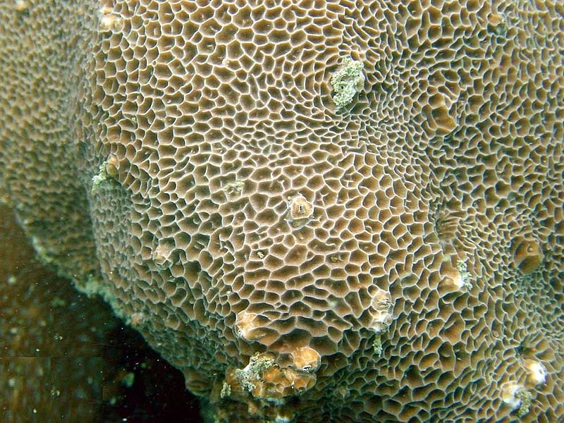 What is the Difference Between LPS and SPS Corals - Pediaa.Com