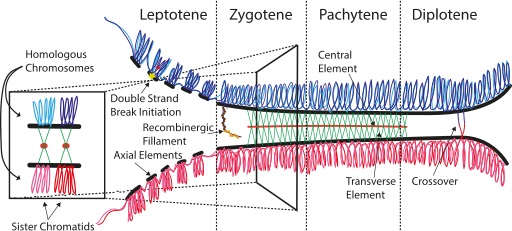 What is the Difference Between Leptotene and Zygotene - Pediaa.Com