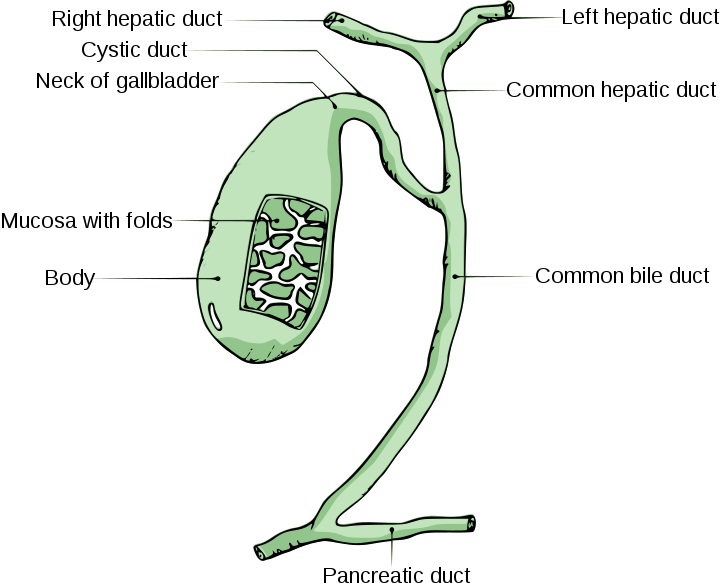 What is the Difference Between Liver Bile and Gallbladder Bile - Pediaa.Com
