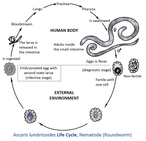 What is the Difference Between Male and Female Ascaris - Pediaa.Com What is the Difference Between Male and Female Ascaris - Pediaa.Com