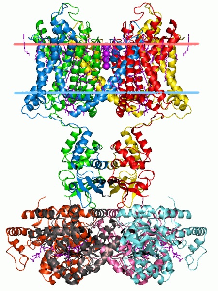 What is the Difference Between Sodium and Potassium Channels - Pediaa.Com