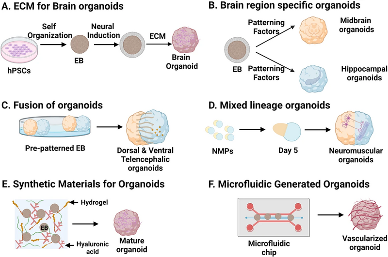 What is the Difference Between Organoids and Spheroids - Pediaa.Com