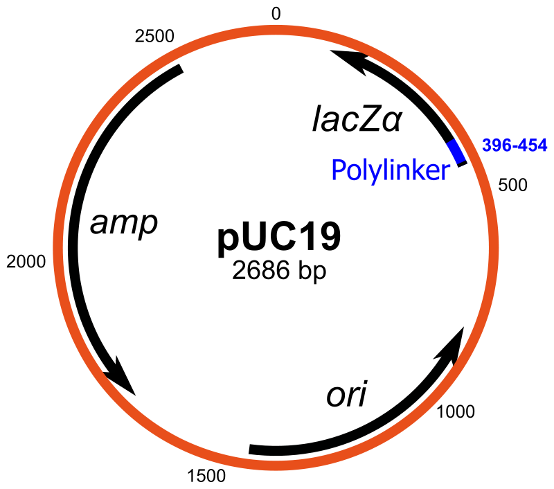 What is the Difference Between pBR322 and pUC19 - Pediaa.Com