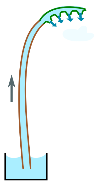 What is the Difference Between Capillary Action and Transpiration Pull ...