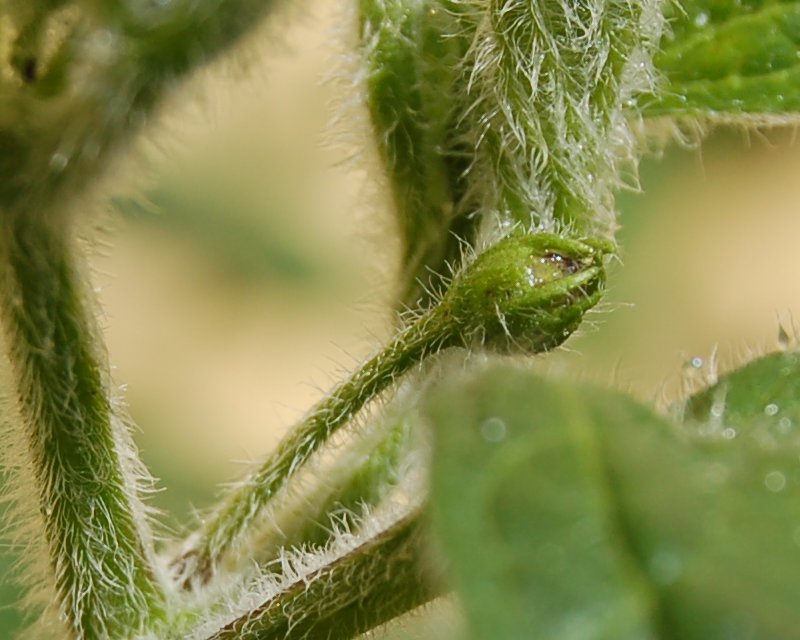 What is the Difference Between Trichome and Filament - Pediaa.Com